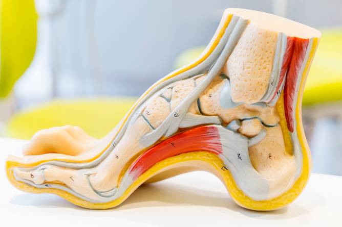 Cuál es el tiempo de recuperación de la lesión plantar delgado?】